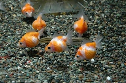 Cách nuôi cá Ping Pong khỏe mạnh không chết đơn giản